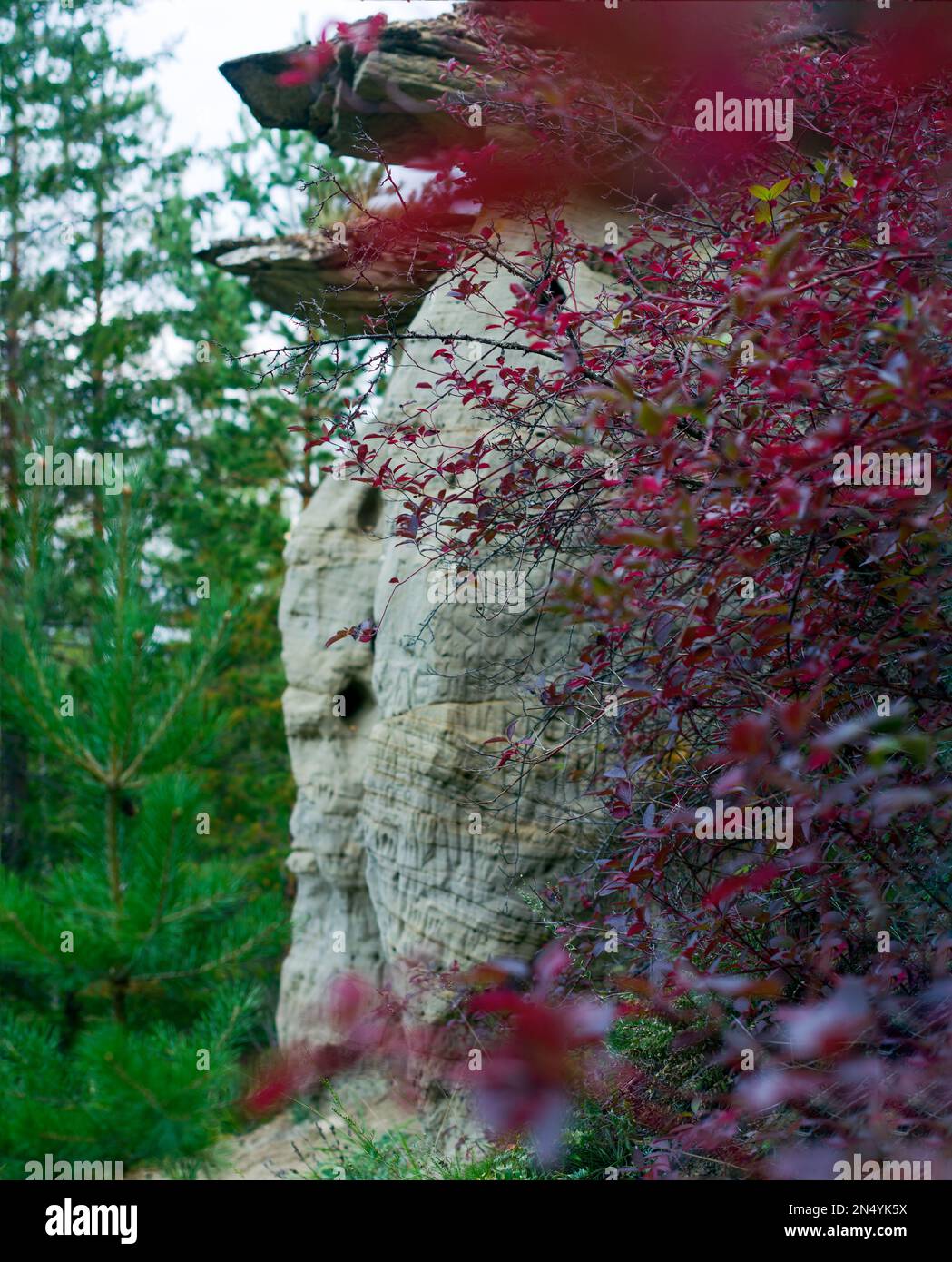 Maroon leaves of the Northern autumn taiga of Yakutia hide isolated ...