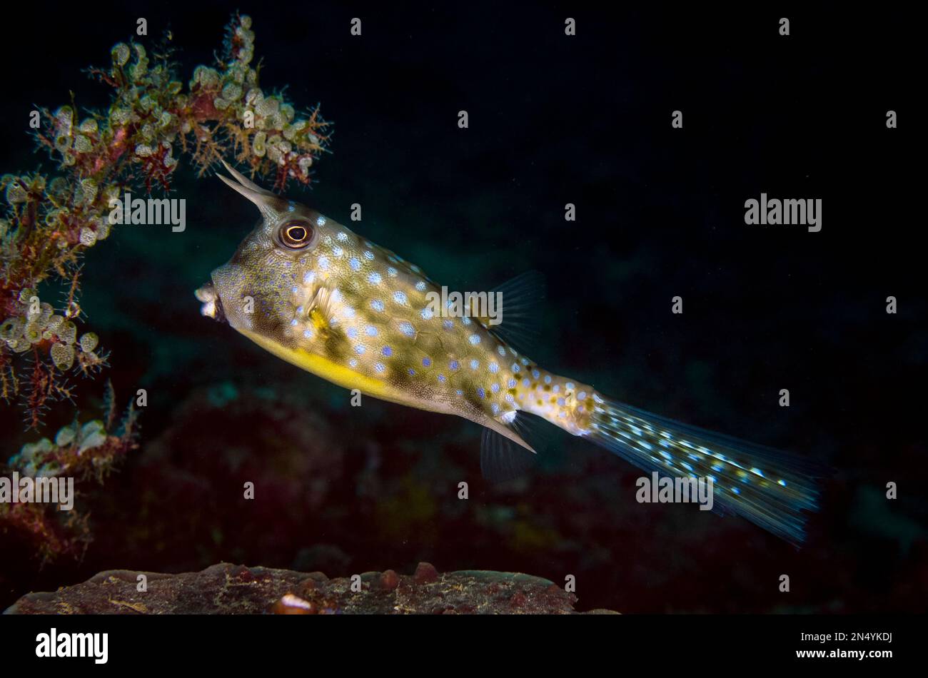 Boxfish indonesia sulawesi underwater hi-res stock photography and ...