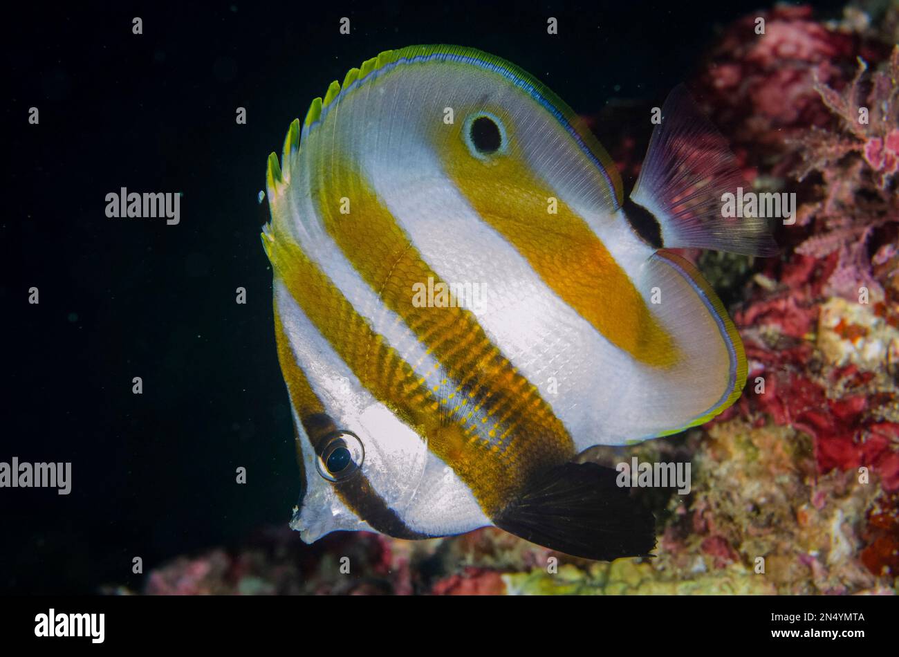 Orange-banded Coralfish, Coradion chrysozonus, Pantai Kecil dive site ...
