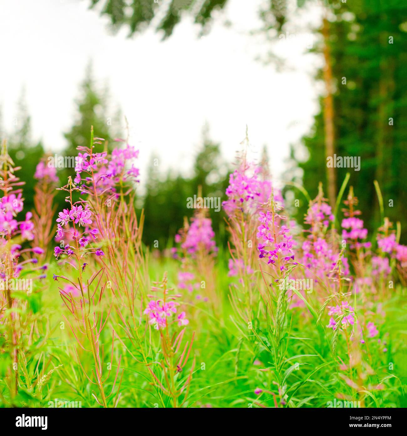 Lilac plants Ivan tea grow on a green field against a spruce forest in ...