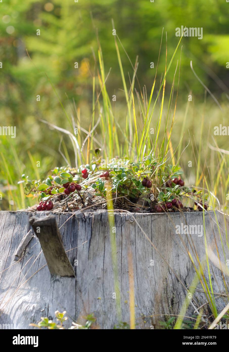 Bushes flowering cranberries nature siberian hi-res stock photography ...