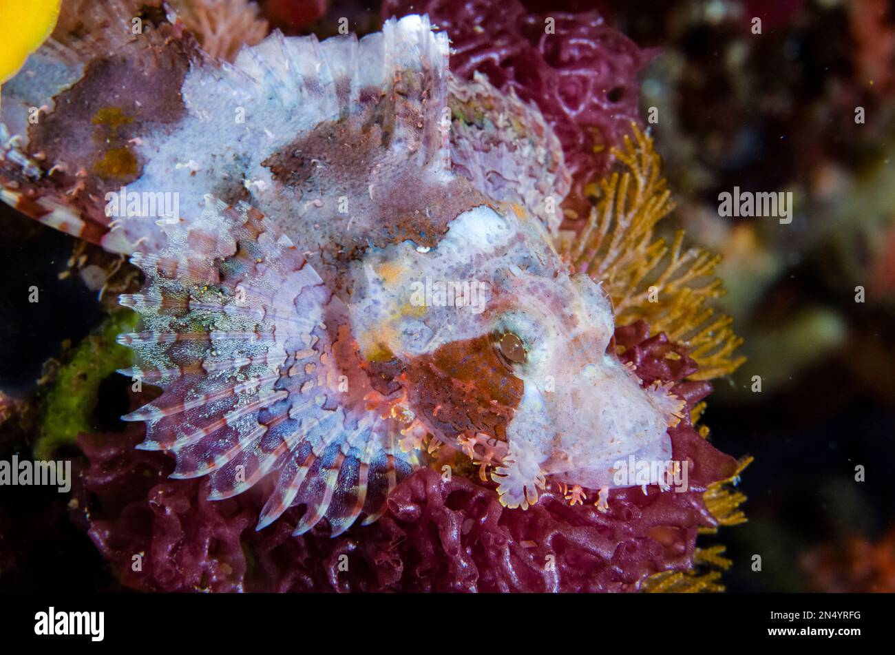 Scorpionfish, Scorpaenopsis sp, Pantai Kecil dive site, Bangka Island ...