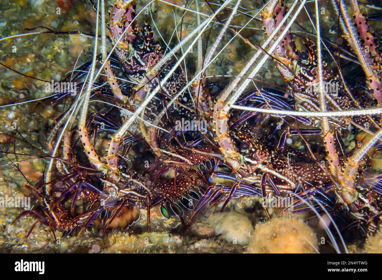 Pod of Spiny Lobsters, Panulirus penicillatus, Pantai Kecil dive site ...