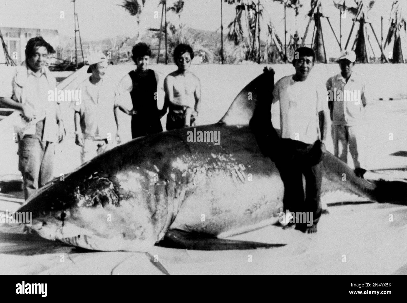 Japanese fishermen surround a great white shark, netted in subtropical ...