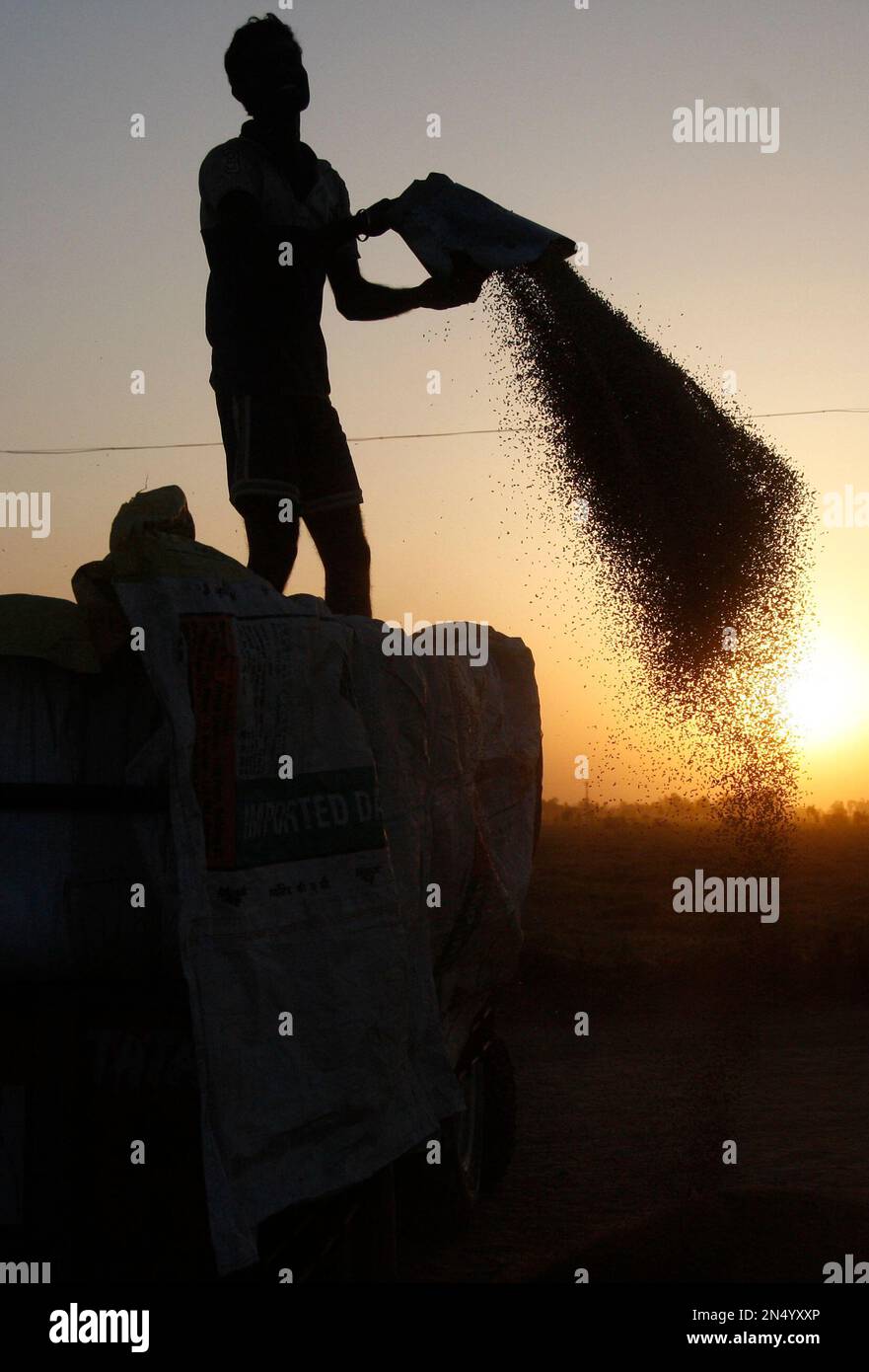 An Indian laborer cleans wheat in Gurdaspur, Punjab state, India ...