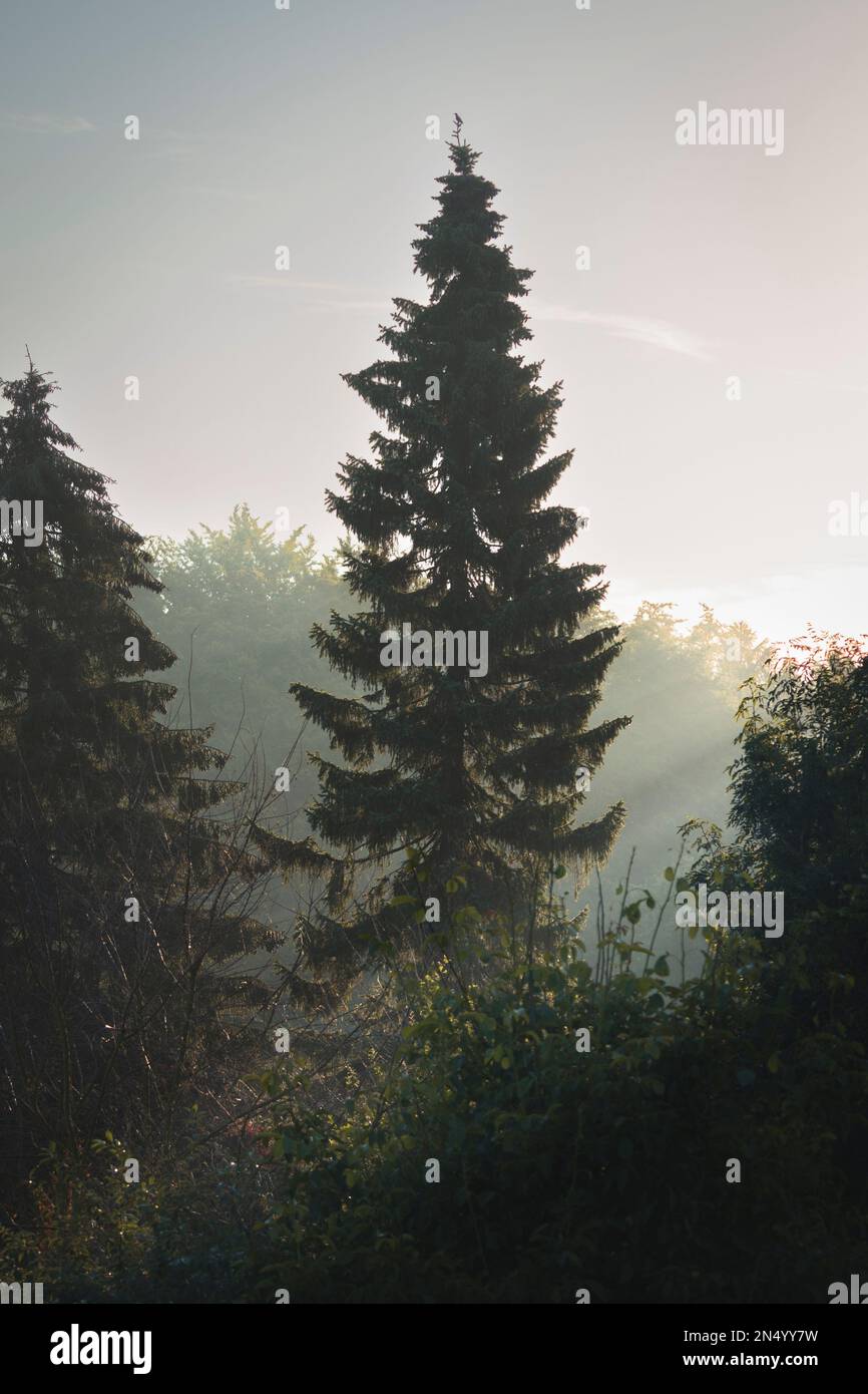 A landscape scene of Norway spruce trees with sunset foggy sky, vertical shot Stock Photo - Alamy