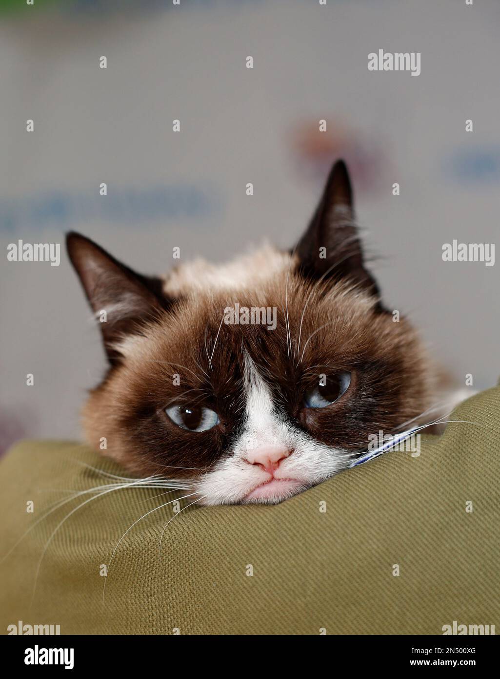 Friskies Party MixT celebrates its official spokescat Grumpy Cat's ...