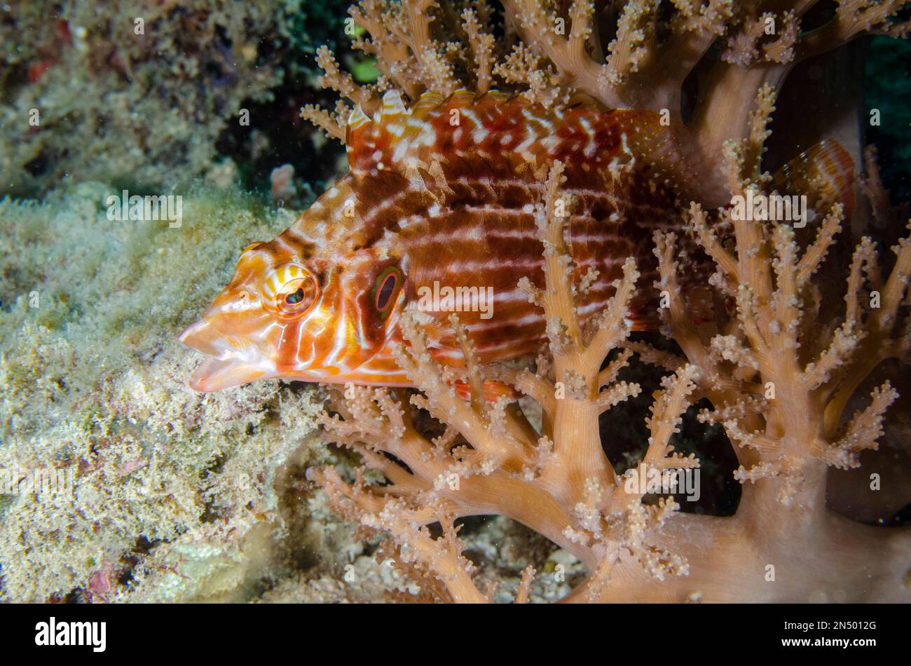 Cockerel Wrasse, Pteragogus enneacanthus, opening mouth, Tanjung Usi 2 ...
