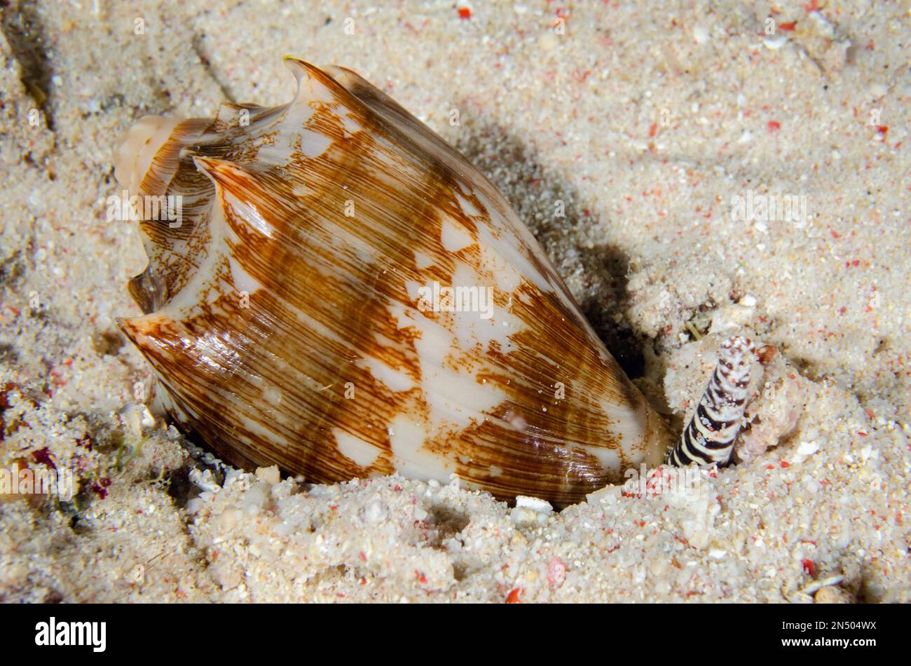 Bat Volute Shell, Cymbiola vespertilio, night dive, Murex House Reef dive site, Bangka Island ...
