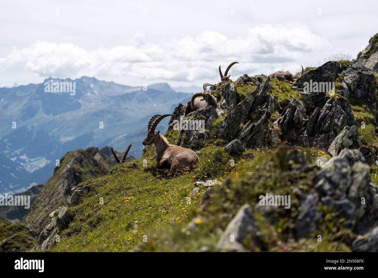 Beautiful Alpine ibex (Capra ibex) goats resting on a mountain during ...