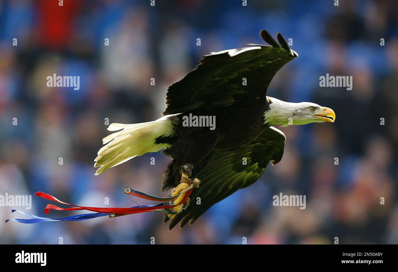 Crystal Palace's mascot Kayla, a North American Bald Eagle flies in the ...