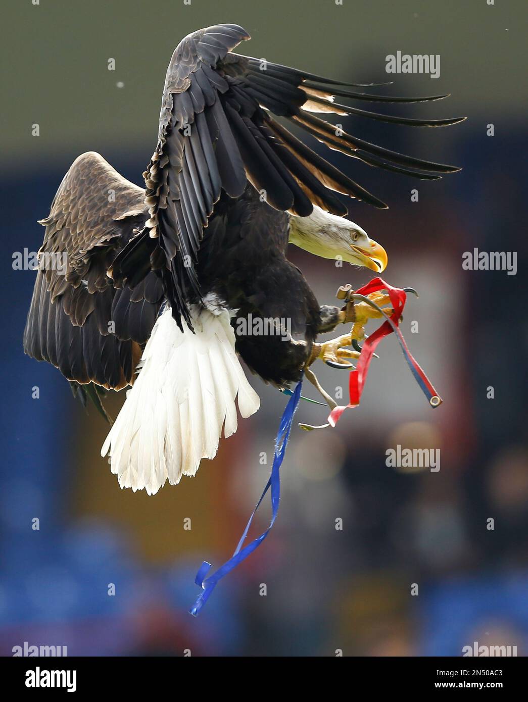 Crystal Palace's mascot Kayla, a North American Bald Eagle flies in the ...