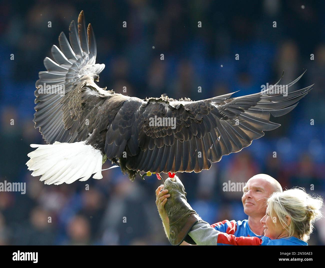 Crystal Palace's mascot Kayla, a North American Bald Eagle flies in the ...