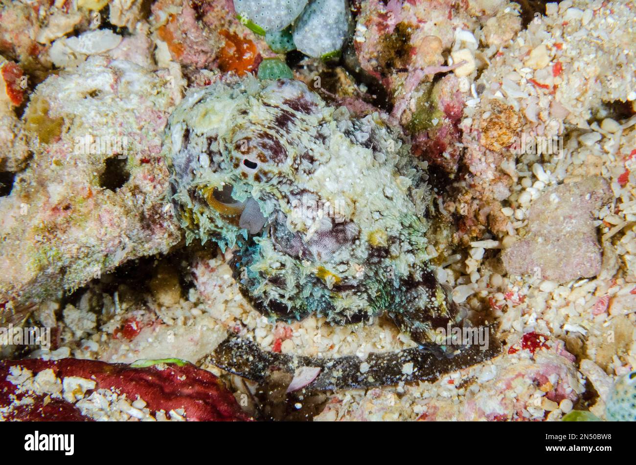 Mosaic Octopus, Abdopus abaculus, night dive, Murex House Reef dive ...