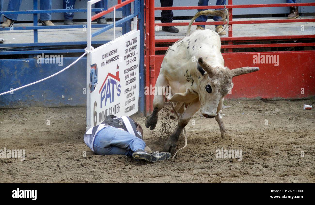 A bull busts out of the gate past an inmate at the Angola Prison Rodeo ...