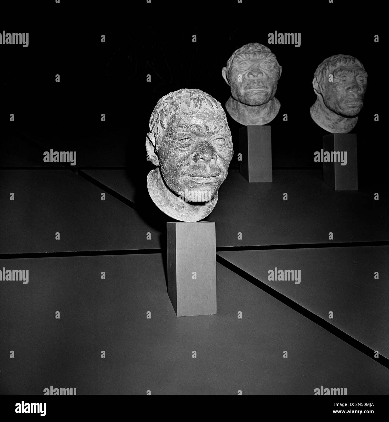 This is the Evolution Exhibit at New York's Museum of Natural History ...