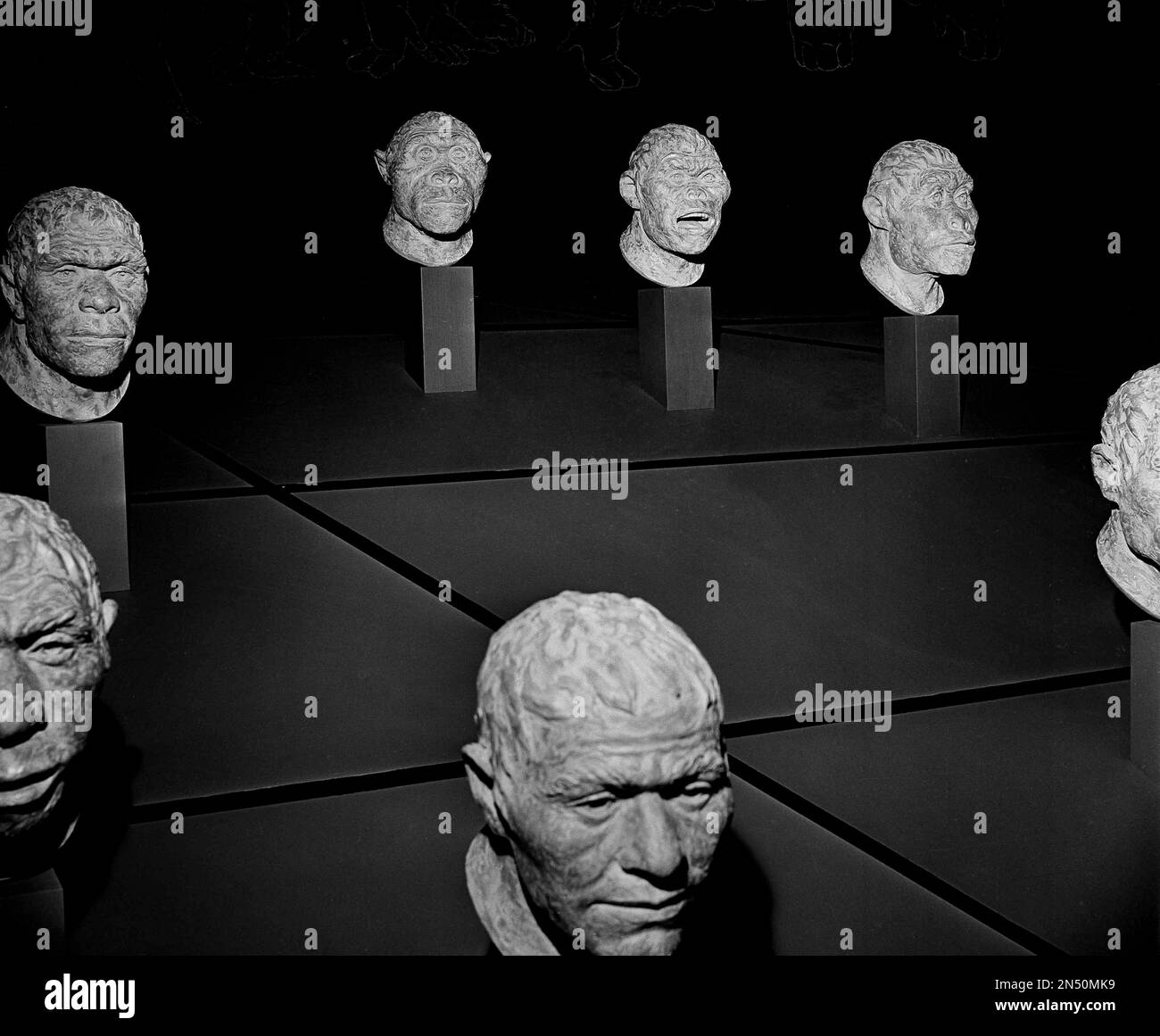 This is the Evolution Exhibit at New York's Museum of Natural History ...