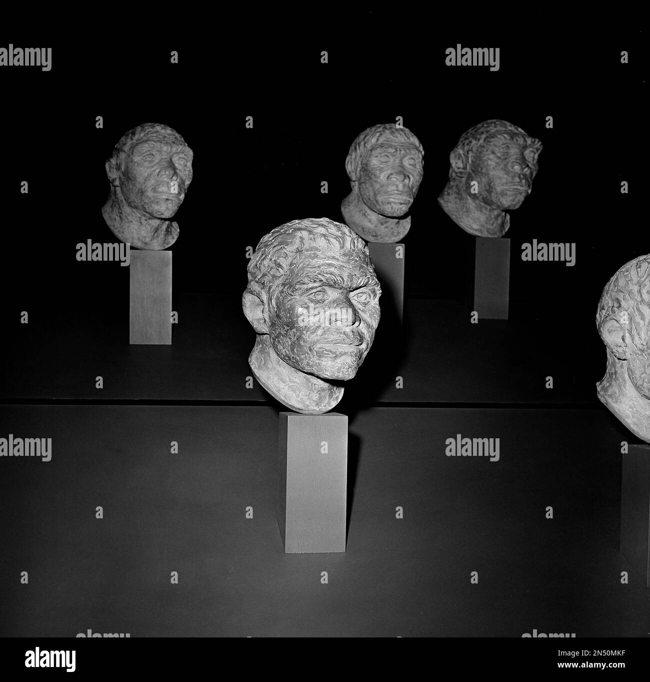 This is the Evolution Exhibit at New York's Museum of Natural History ...