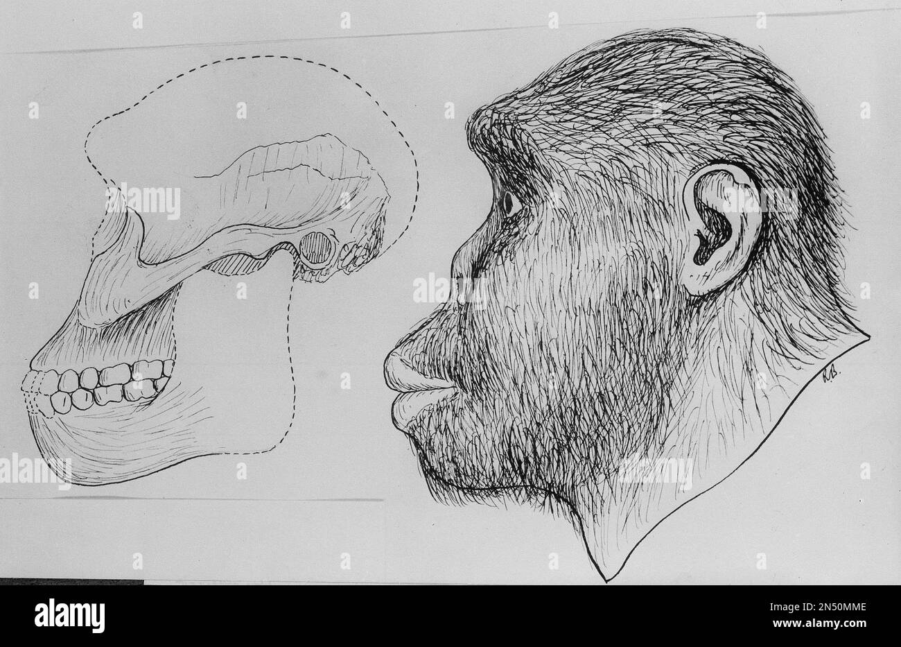 These are sketches by Dr. Robert Broom of South Africa, of a Kromdraai ...