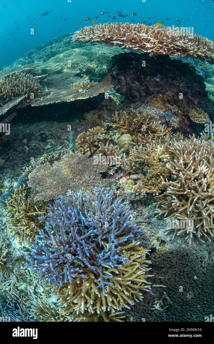 Staghorn Coral, Acropora sp, and large Table Corals with fish ion ...