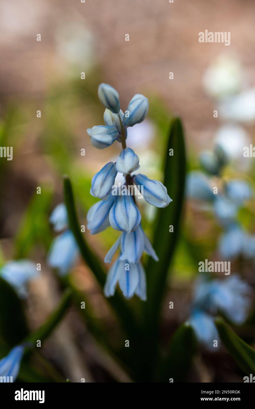 Blue and white striped Squill flowers that are very tiny and bloom very ...