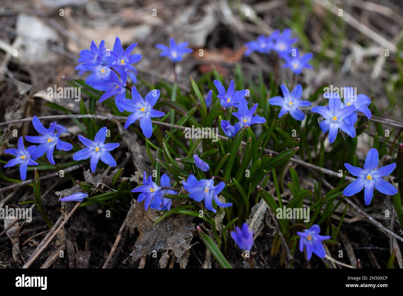 Scilla, Glory of the Snow, early tiny blue flowers that bloom very ...