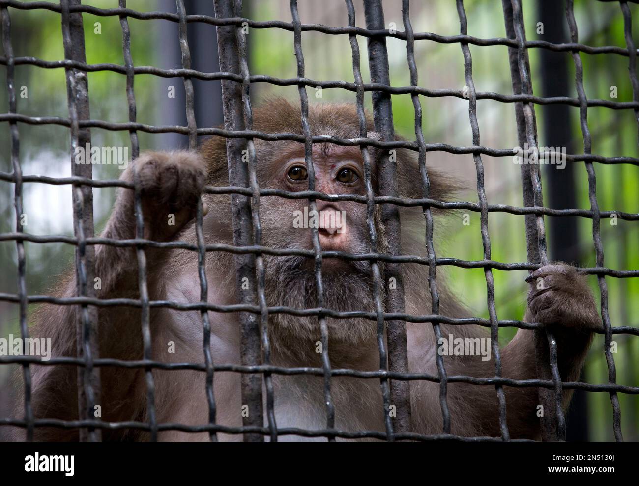 A Tibetan macaque, also known as Chinese stump-tailed macaque looks out ...