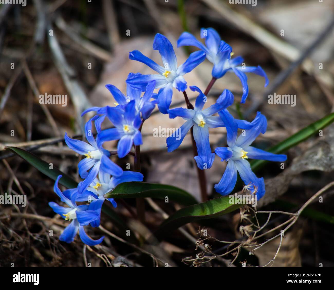 Scilla, Glory of the Snow, early tiny blue flowers that bloom very ...