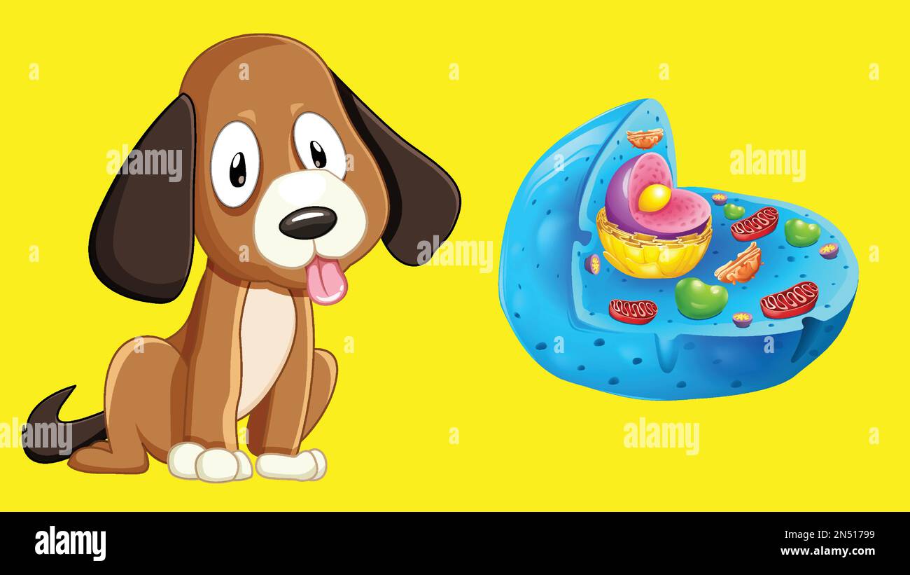 Animal cell anatomy structure illustration Stock Vector Image & Art - Alamy