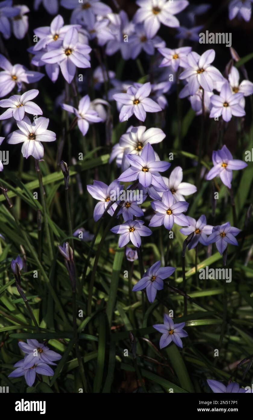 IPHEION UNIFLORUM (TRITELEIA) SPRING STAR FLOWERS Stock Photo - Alamy