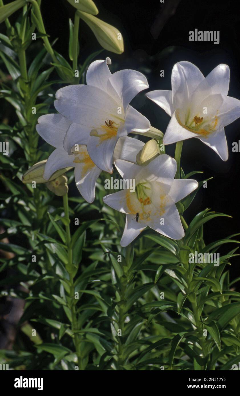LILIUM LONGIFLORUM FLOWERS Stock Photo - Alamy