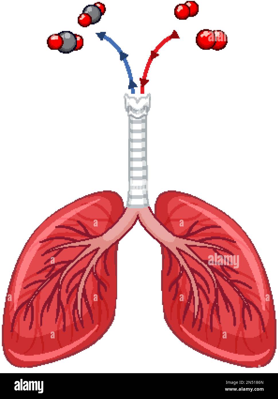 Human lungs on white background illustration Stock Vector Image & Art ...