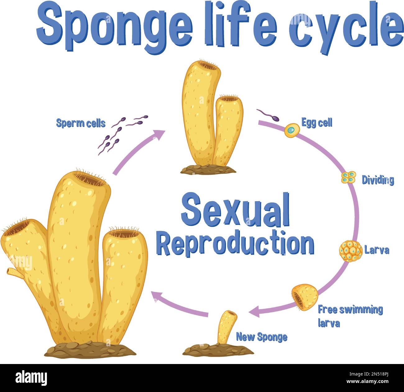 Cell cycle learning hi-res stock photography and images - Alamy