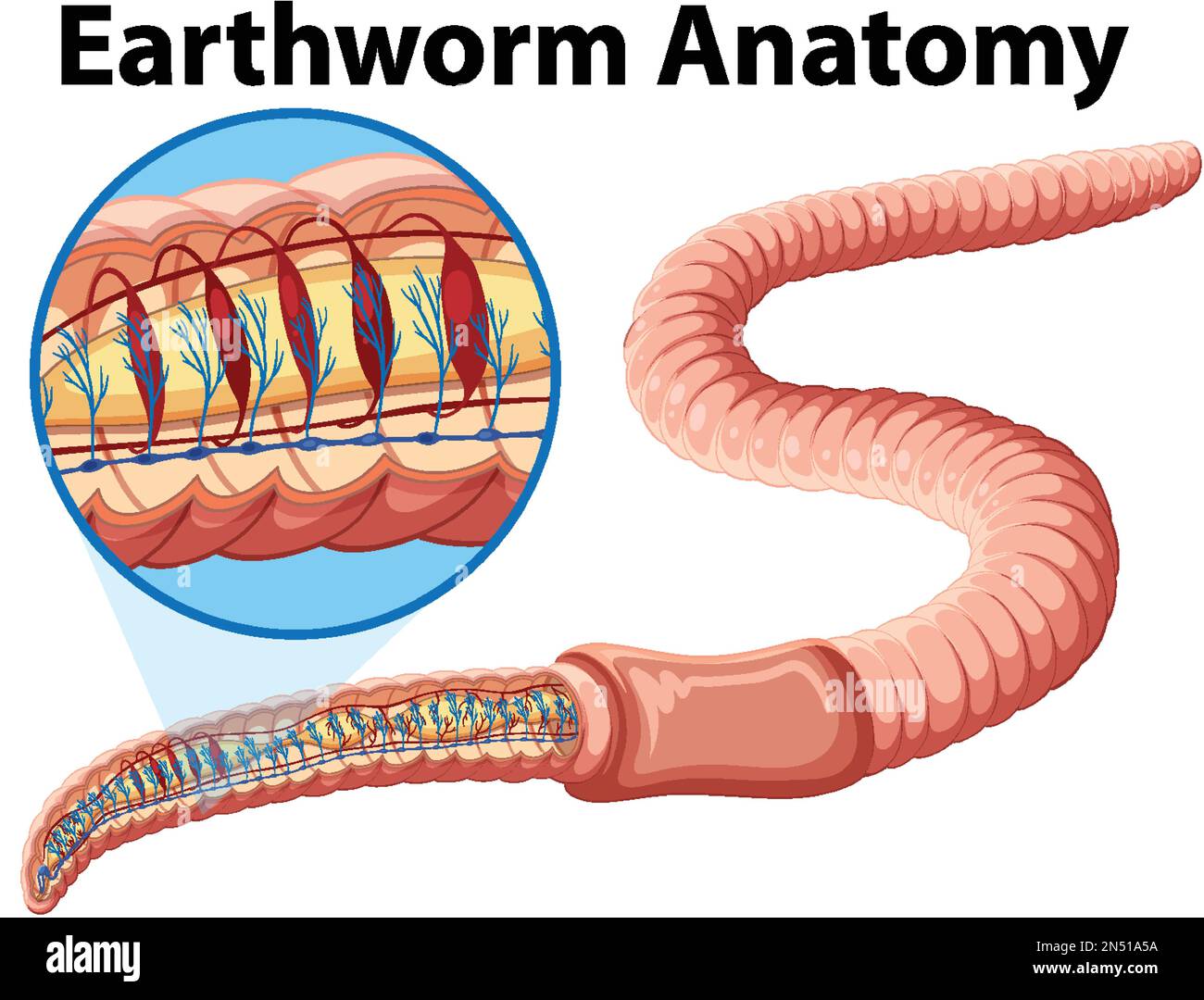 Anatomy of the earthworm hi-res stock photography and images - Alamy