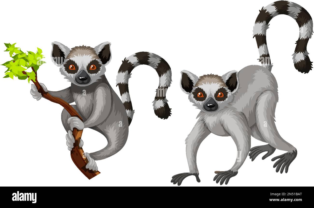 Two lemurs isolated on white background illustration Stock Vector Image & Art - Alamy