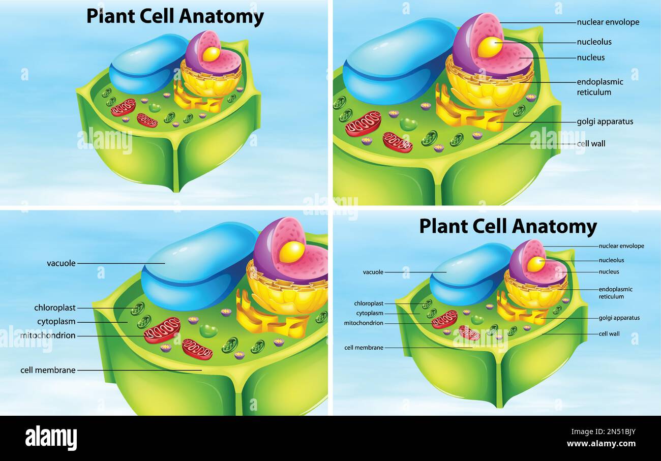 Plant cell anatomy structure illustration Stock Vector Image & Art - Alamy