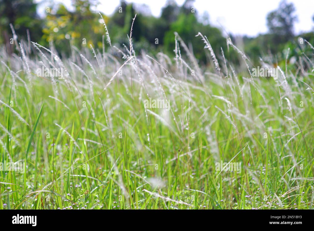 Green Weed Fields With White Flowers, In The Village Of Tanned Water ...