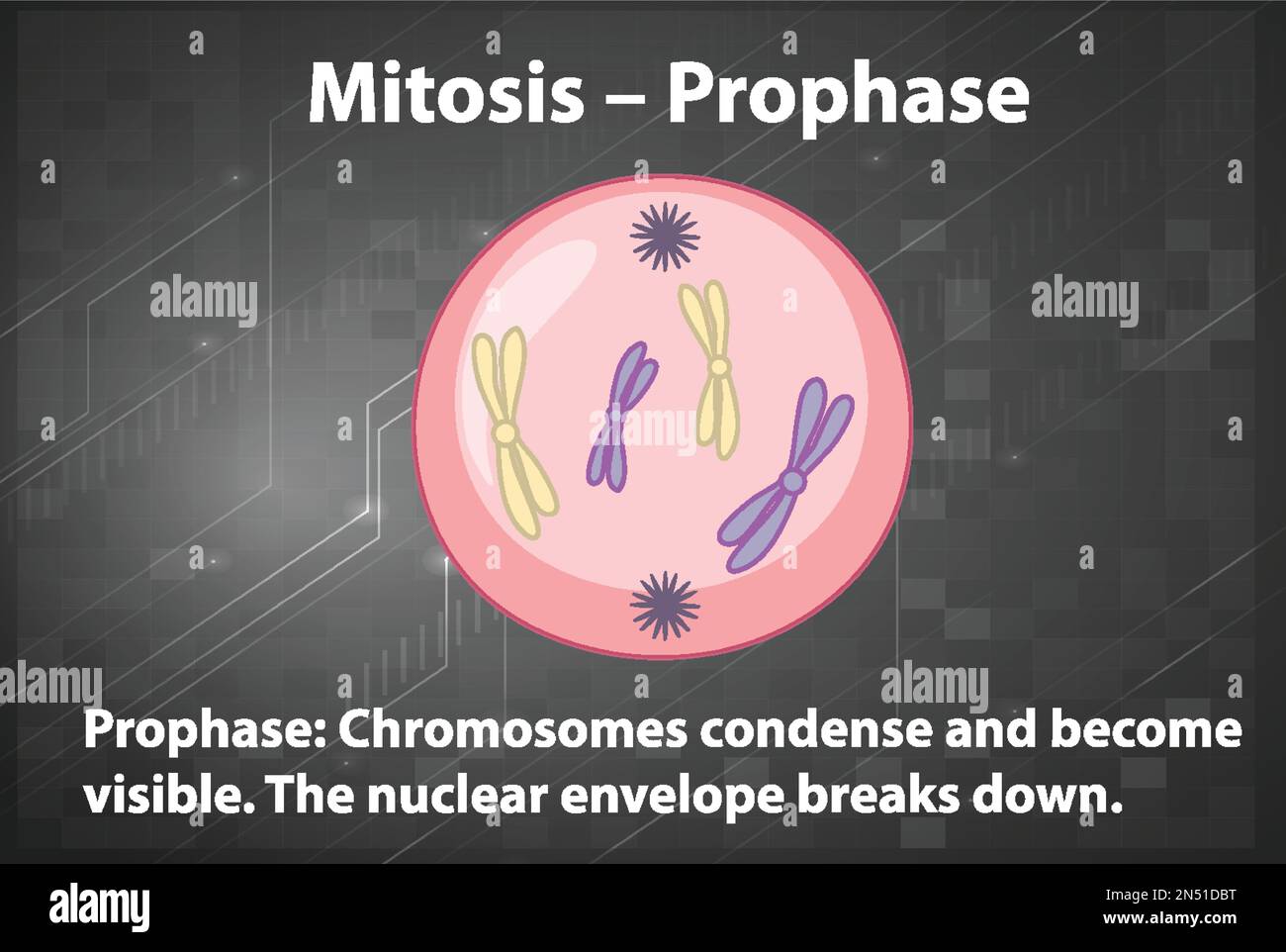 Mitosis prophase hi-res stock photography and images - Alamy
