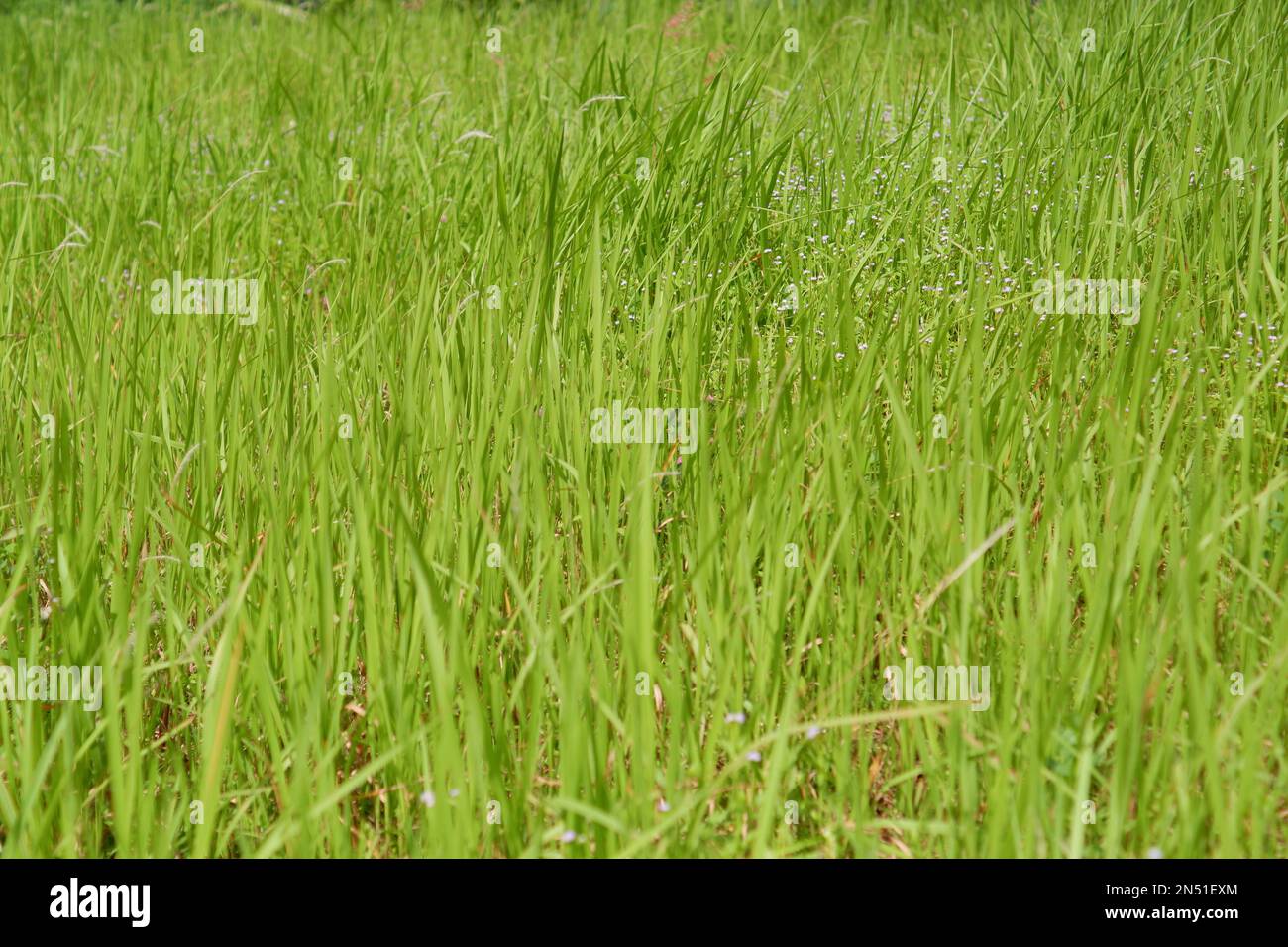 Fields Of Weeds That Are Bright Green In Color, In The Village Of ...