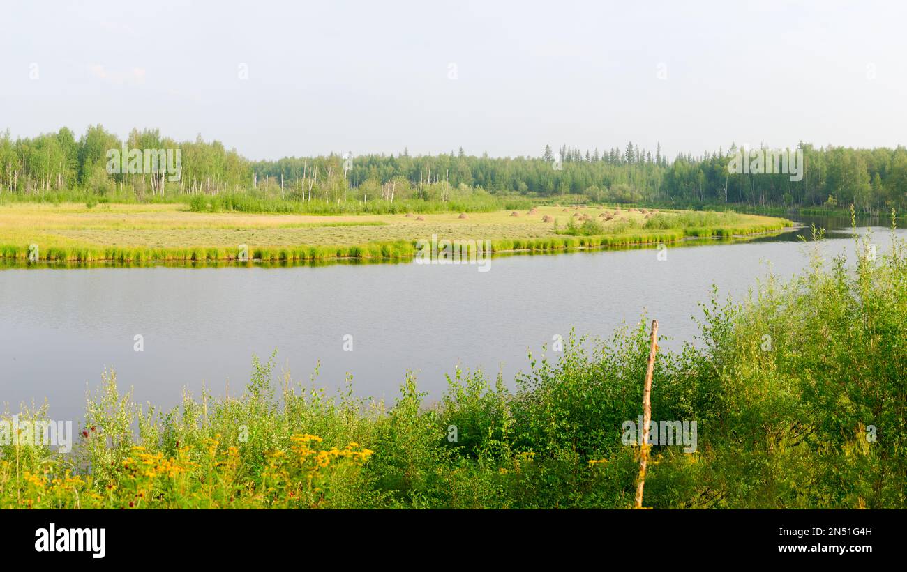 Many haystacks stand on a field of green grass near the lake in the ...