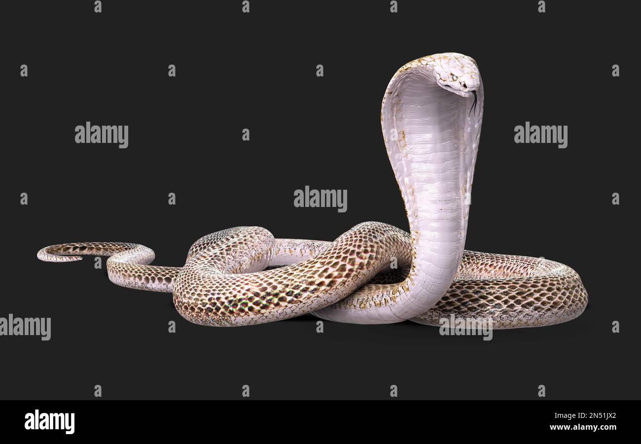 White King Cobra Snake Images Meet Lucy: A Leucistic Cobra At The