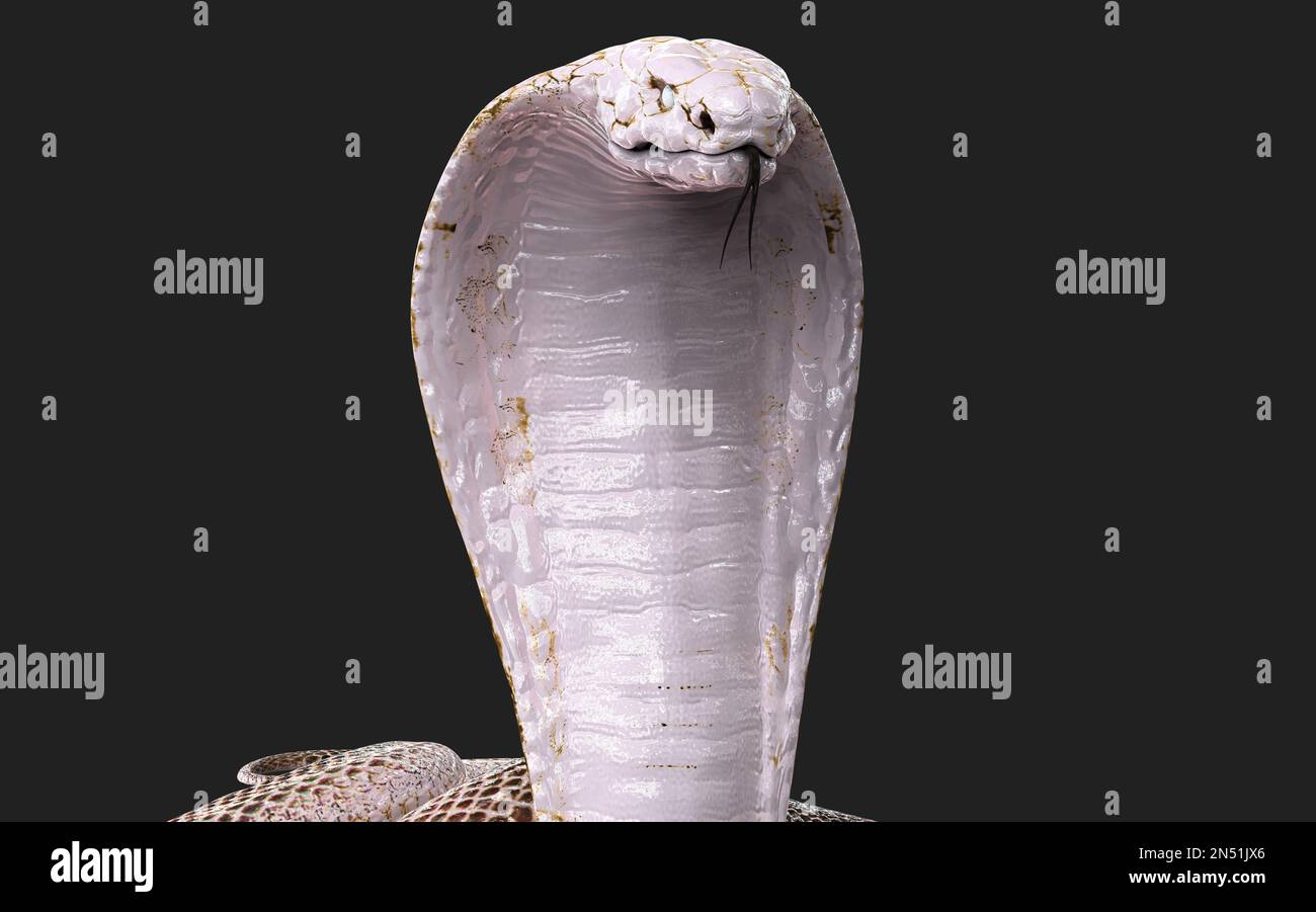3d Illustration of Albino king cobra snake isolated on black background ...
