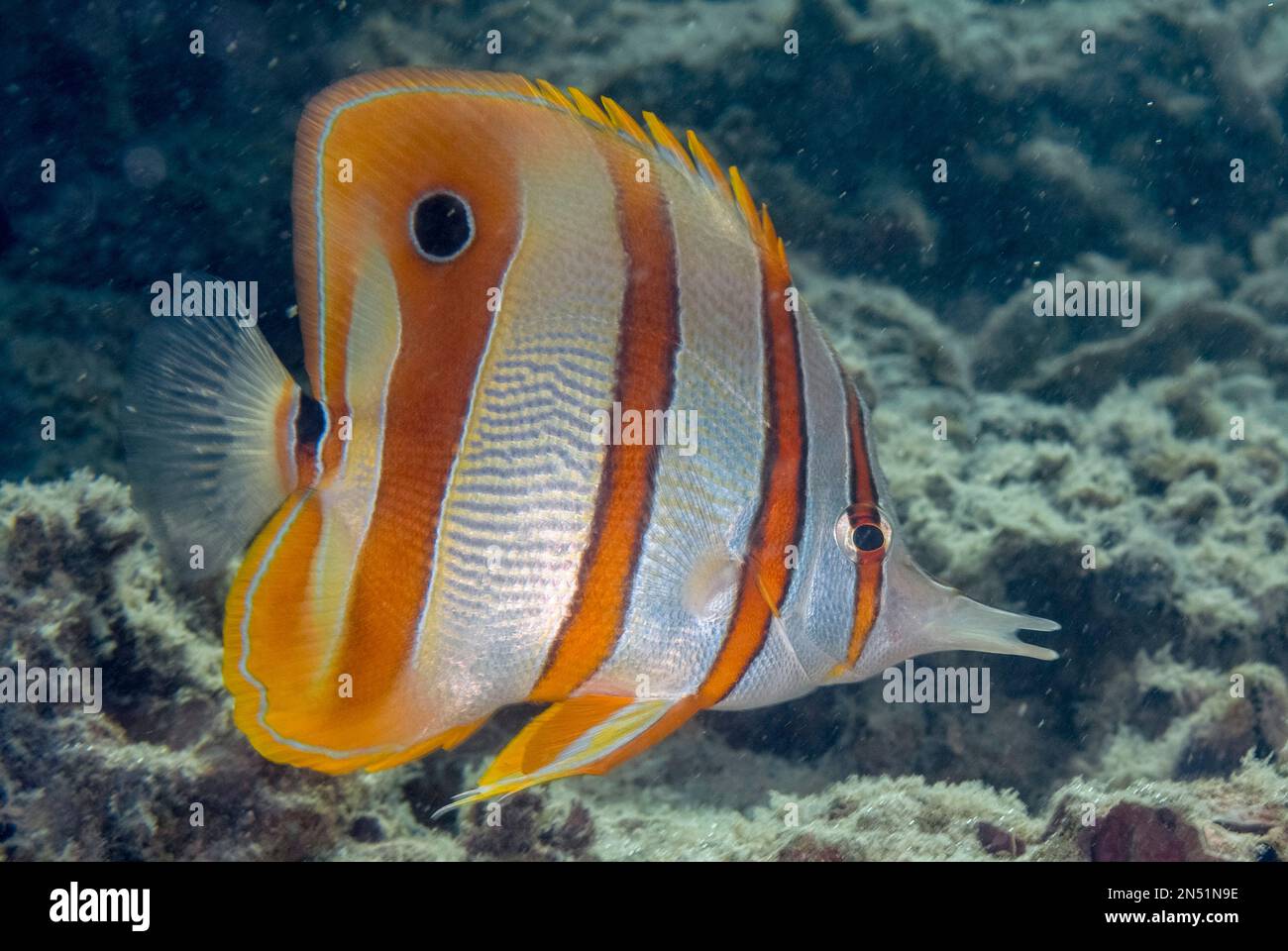 Long-beaked Coralfish Butterflyfish, Chelmon rostratus, Maki Point dive ...