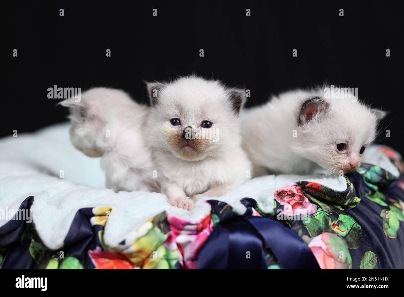 Adorable group of Ragdoll babies cats sitting on decorated clothing ...