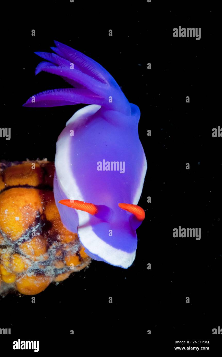 Royal Hypselodoris Nudibranch, Hypselodoris sp, night dive, Paradise II ...