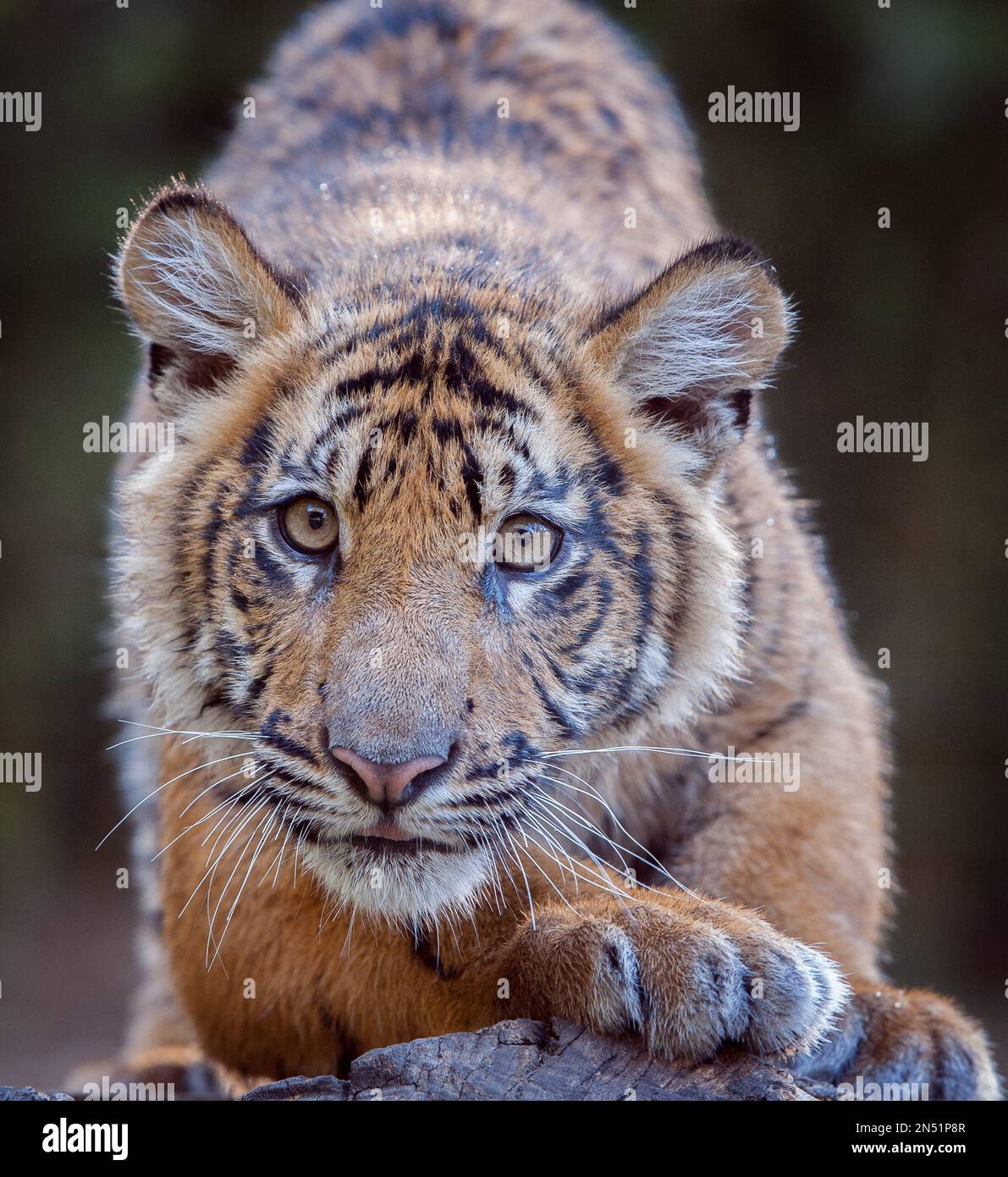 Bengal tiger moving gracefully through water Stock Photo - Alamy
