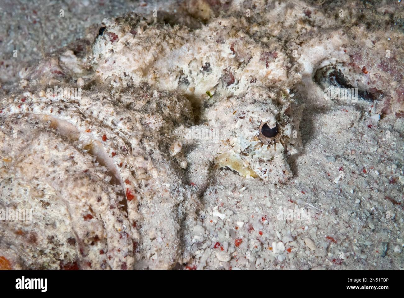 Reef Stonefish, Synanceia verrucosa, camouflaged in sand, Paradise II ...
