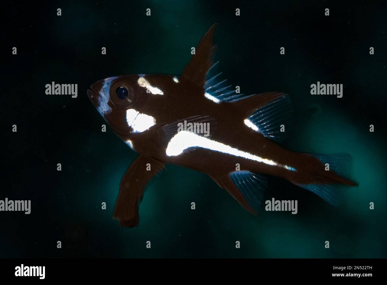 Juvenile Midnight Snapper, Macolor macularis, with subadult markings ...