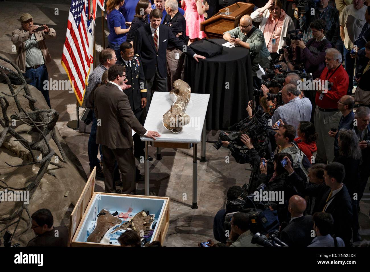 The fossilized bones of a Tyrannosaurus rex are displayed for the media ...