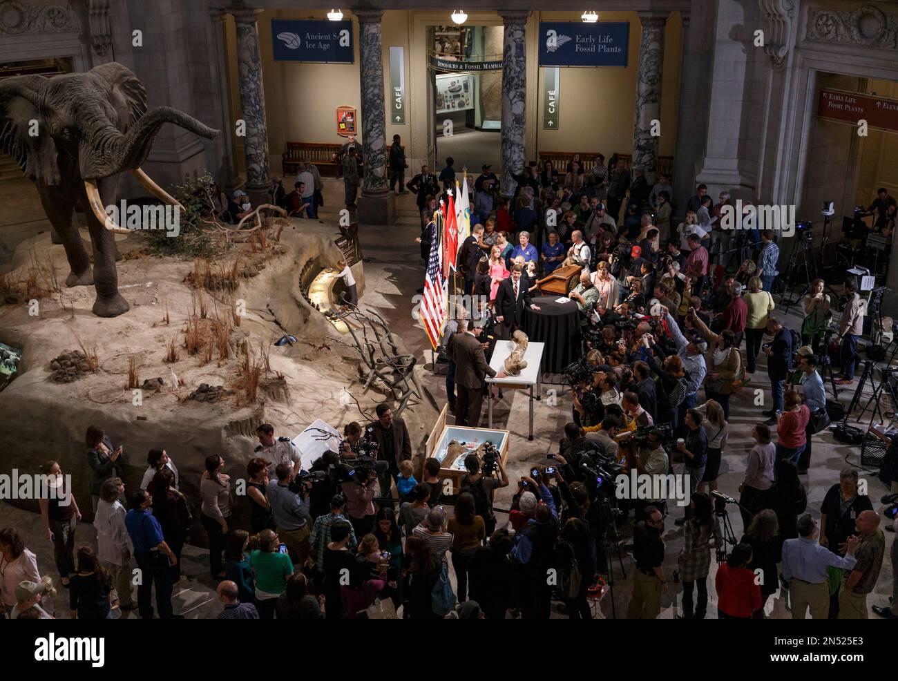 The fossilized bones of a Tyrannosaurus rex, center, are displayed for ...